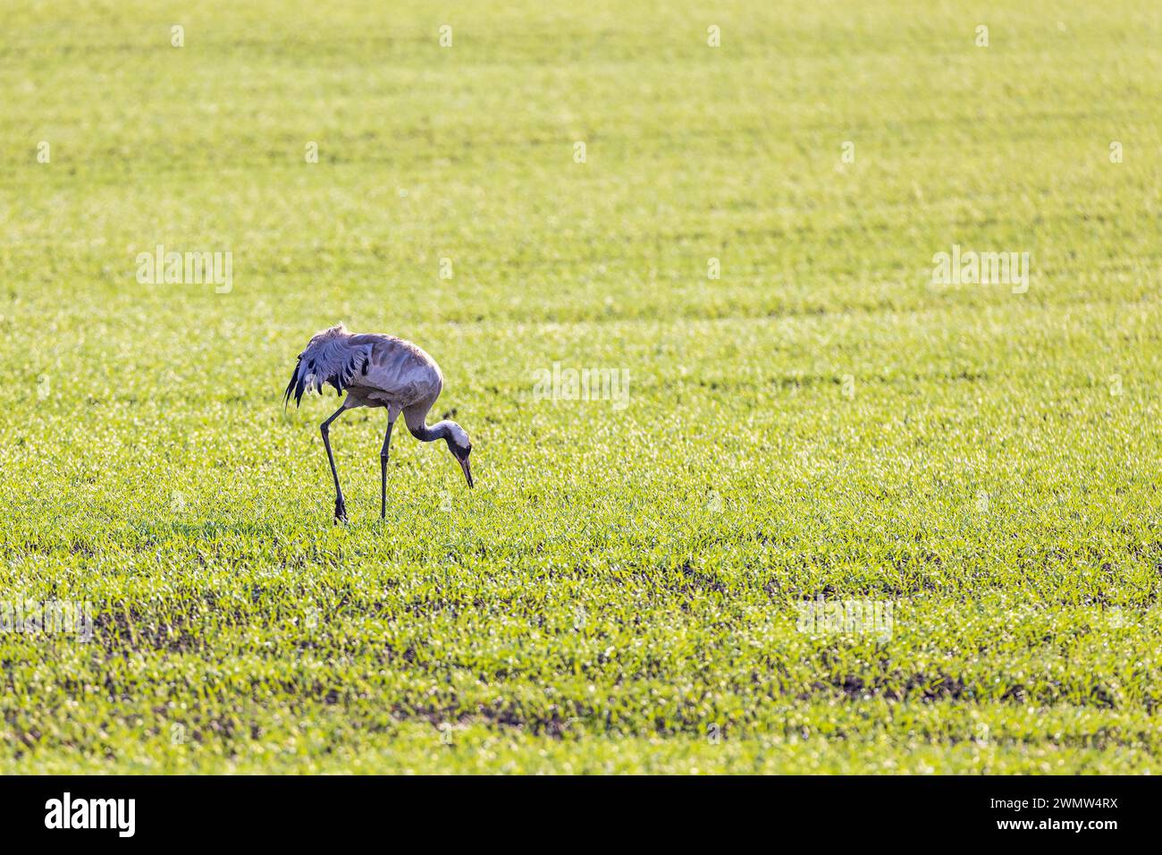 Crane walking on a spring field Stock Photo - Alamy
