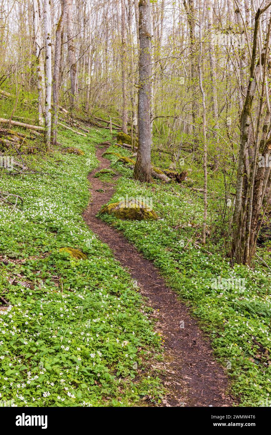 Winding flower path hi-res stock photography and images - Alamy