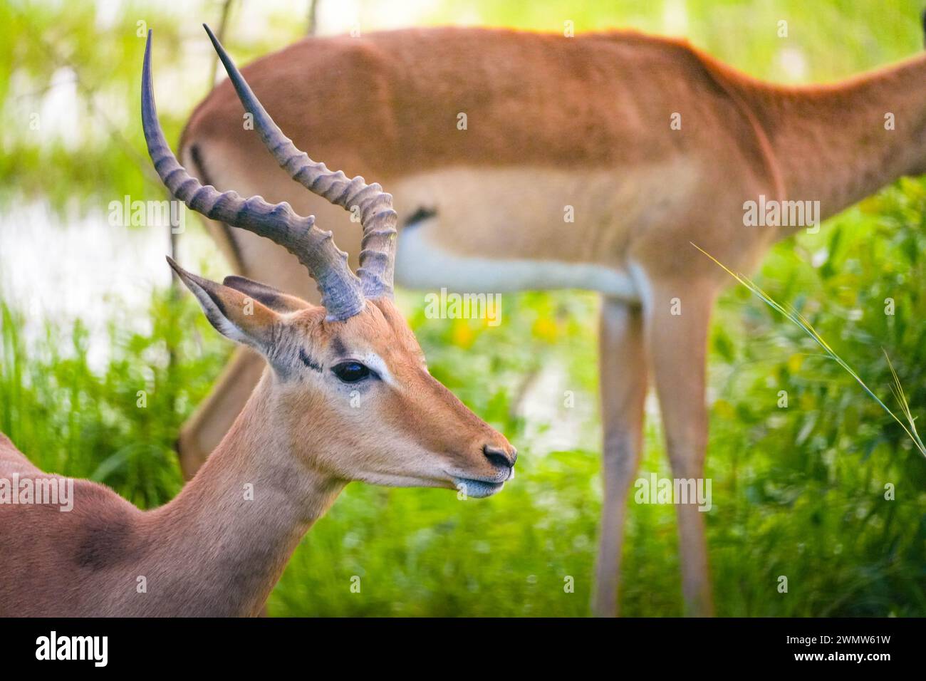 African antelope with curved horns hi-res stock photography and images ...