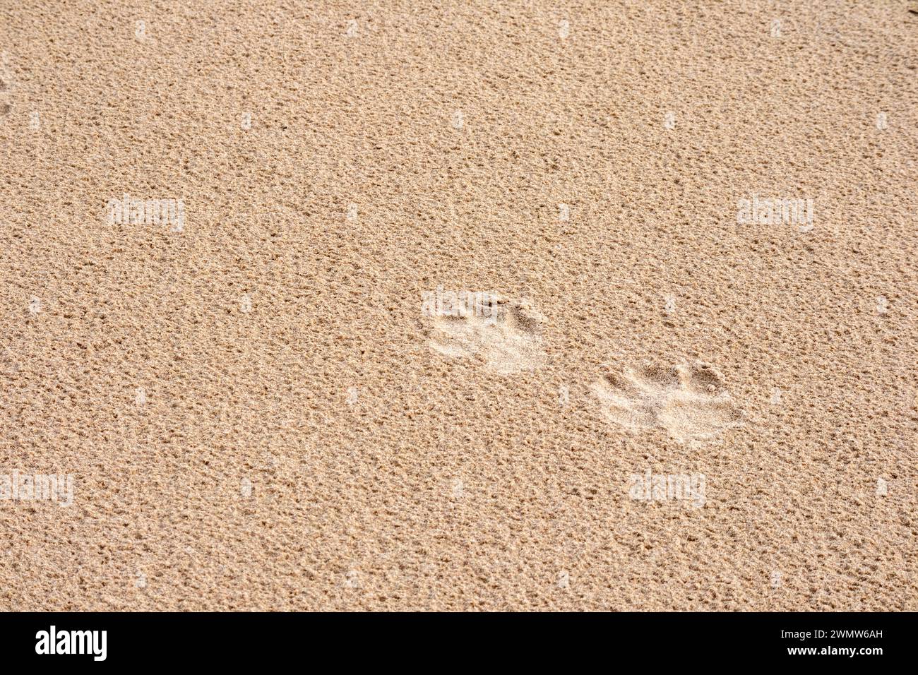 Human dog footprints on beach hi-res stock photography and images - Alamy