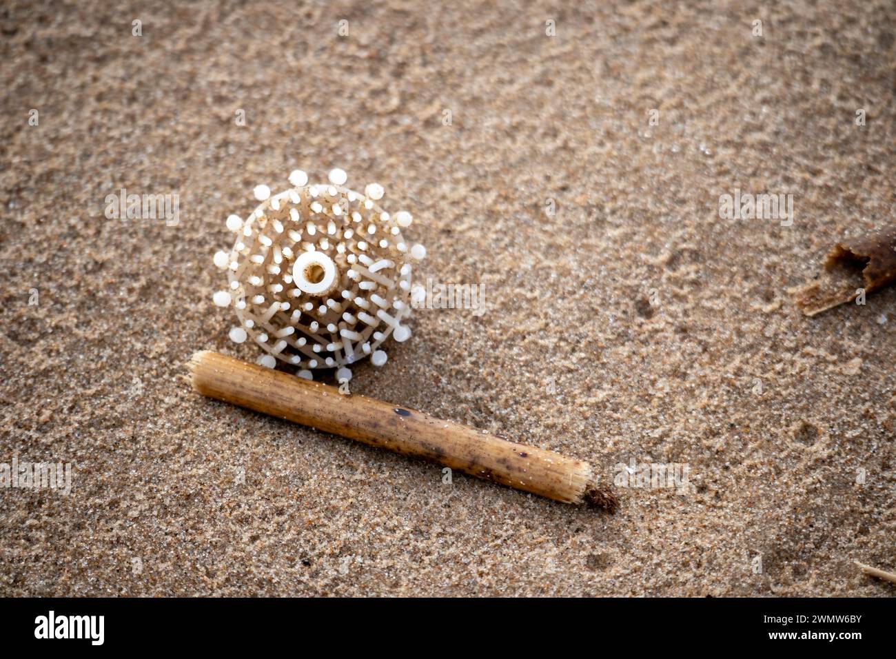A washed-up piece of wood and a piece of white plastic on brown sand ...