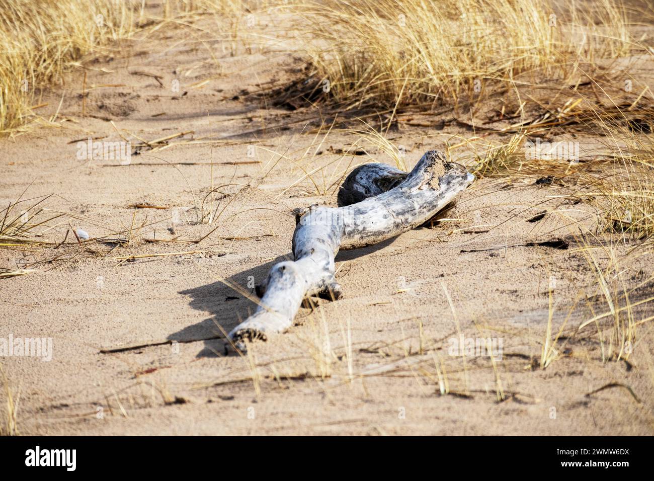 Snake eating alligator hi-res stock photography and images - Alamy