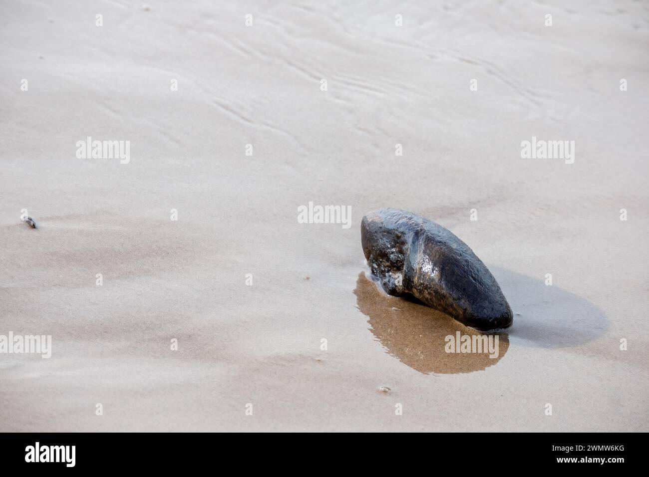 Shell lies in sand hi-res stock photography and images - Alamy