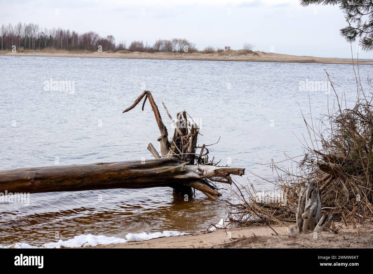 River bank with storm-washed and fallen tree trunks on the ban Stock ...
