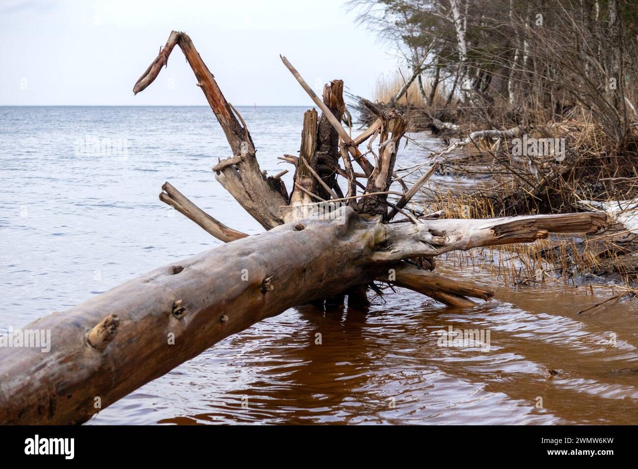 River bank with storm-washed and fallen tree trunks on the ban Stock ...