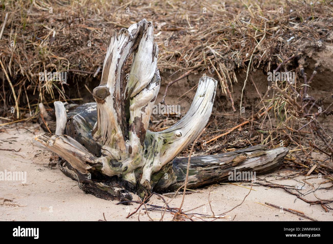 Tree without roots hi-res stock photography and images - Alamy