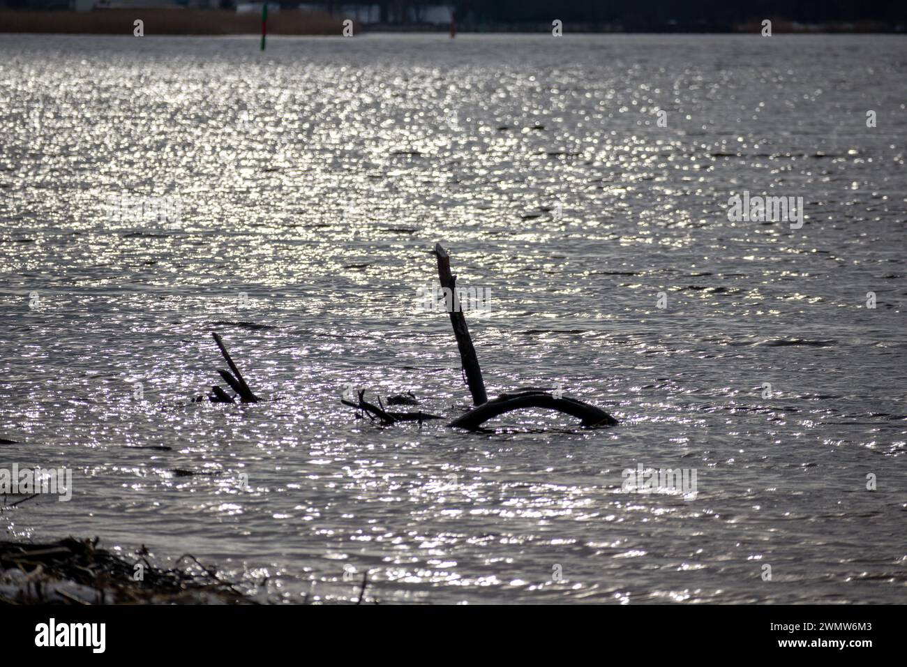 A gray tree branch floats in sparkling water Stock Photo - Alamy