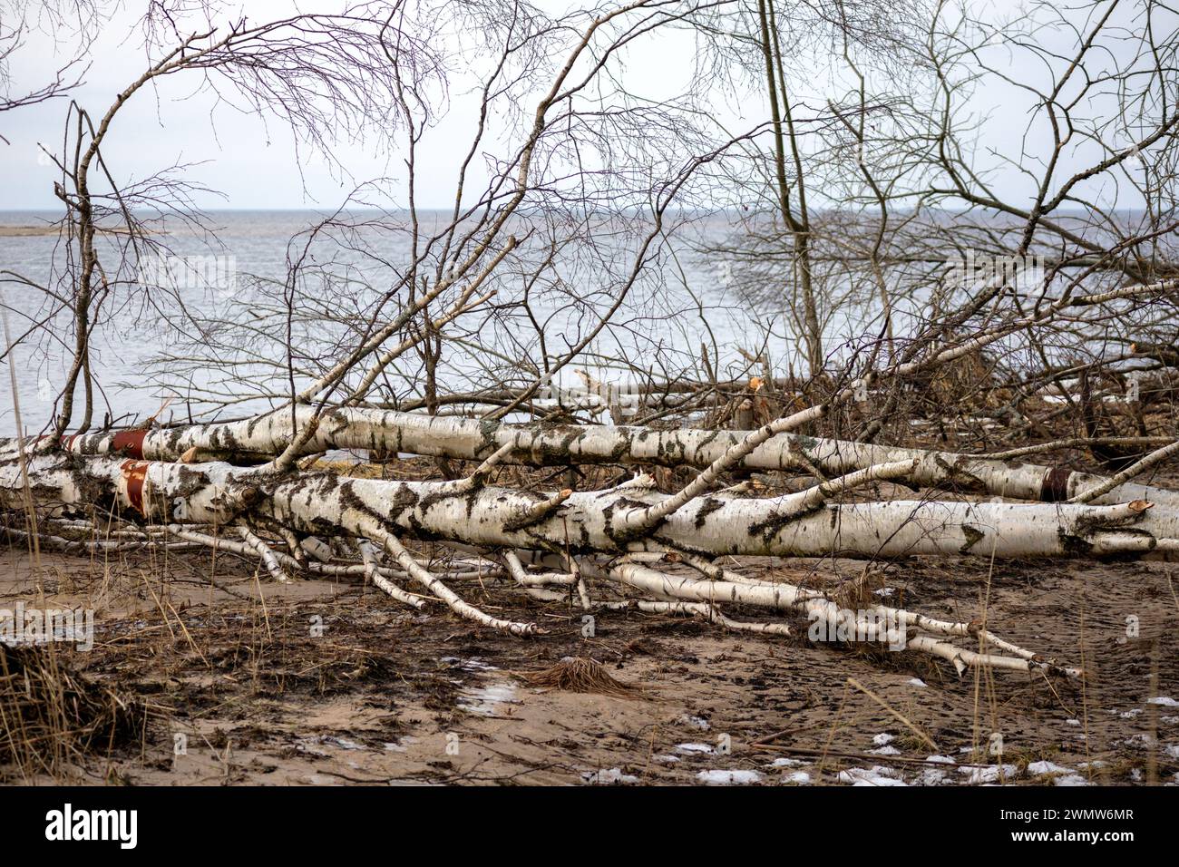 River bank with storm-washed and fallen tree trunks on the ban Stock ...