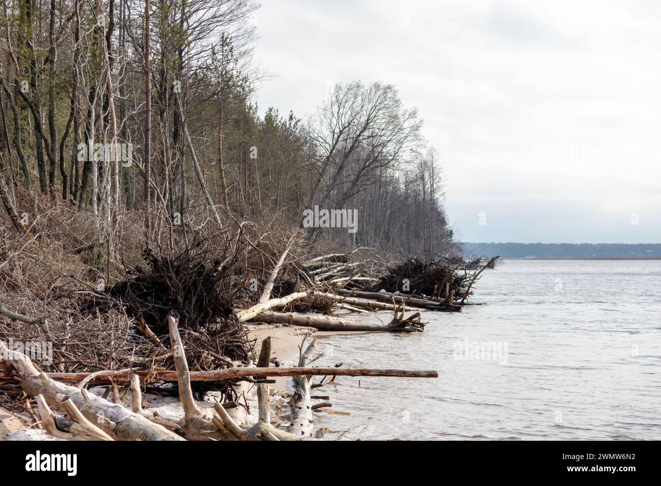 River bank with storm-washed and fallen tree trunks on the bank Stock ...