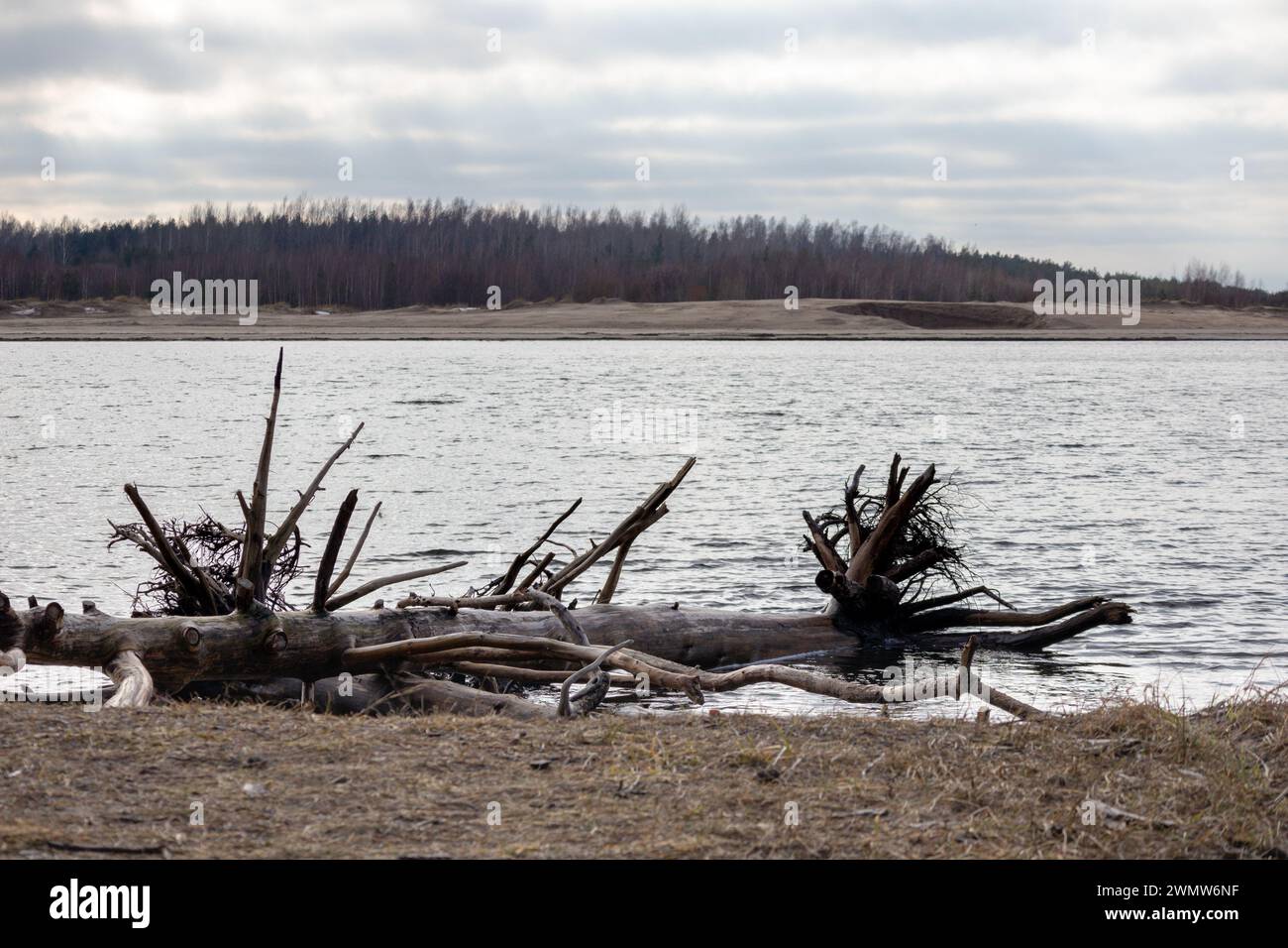 Trees without bark hi-res stock photography and images - Alamy