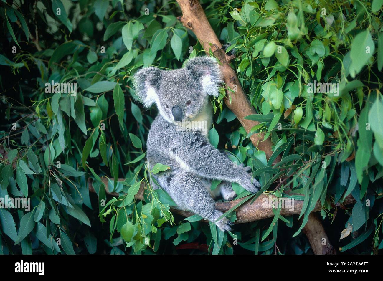Koala, Phascolarctos cinereus, in captivity, classified as Vulnerable ...
