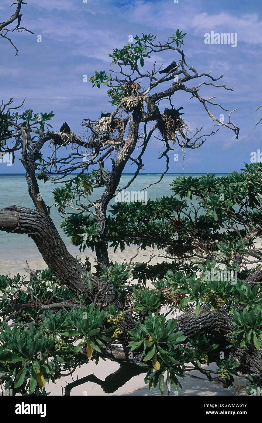 Tree with nesting Black Noddy Terns, Anous minutus, Heron Island, Great ...