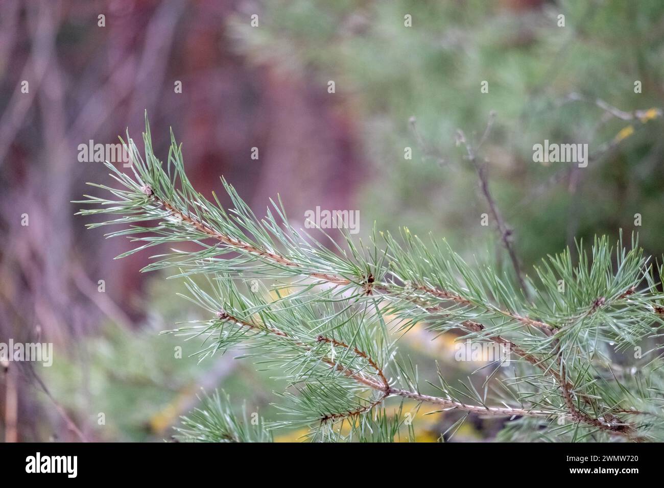 Closeup pine tree fruits hi-res stock photography and images - Alamy
