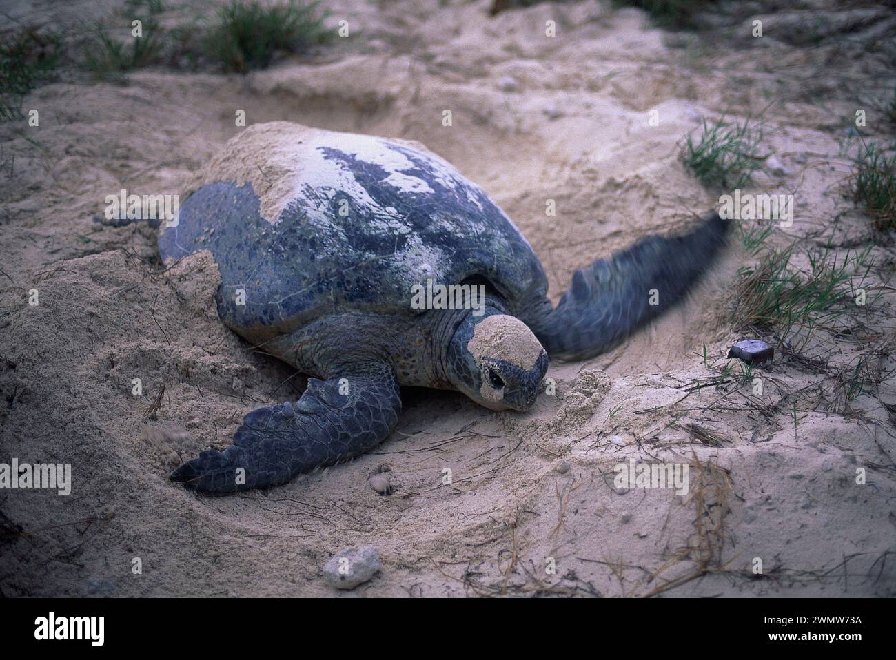 Loggerhead Turtle, Caretta caretta, classified as Vulnerable, digging ...