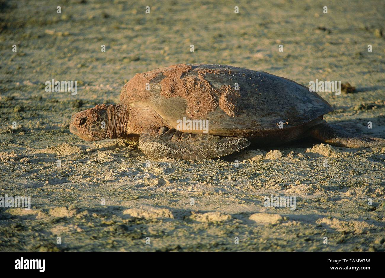 Loggerhead Turtle, Caretta caretta, classified as Vulnerable, returning ...