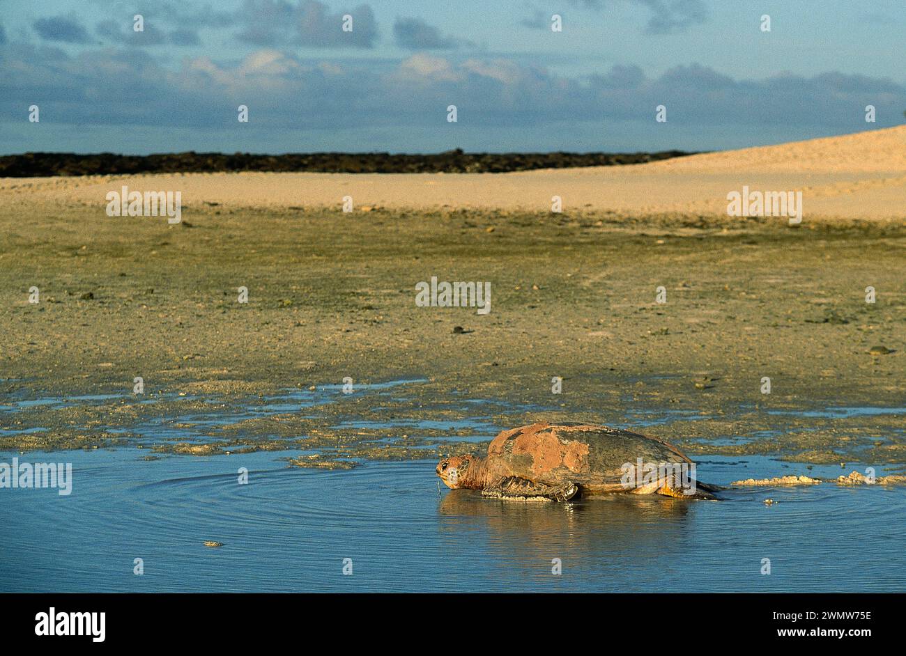 Loggerhead Turtle, Caretta caretta, classified as Vulnerable, returning ...