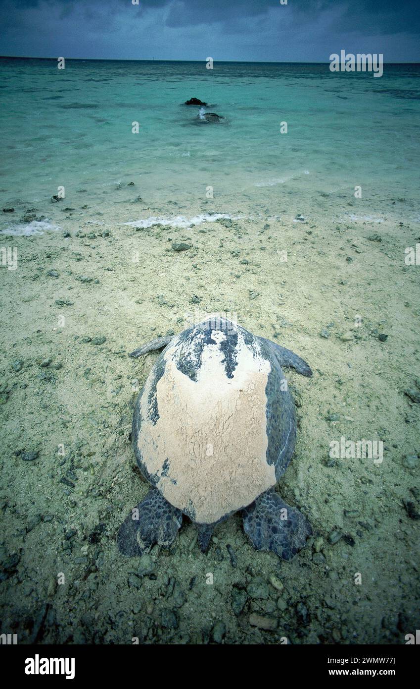 Loggerhead Turtle, Caretta caretta, classified as Vulnerable, returning ...