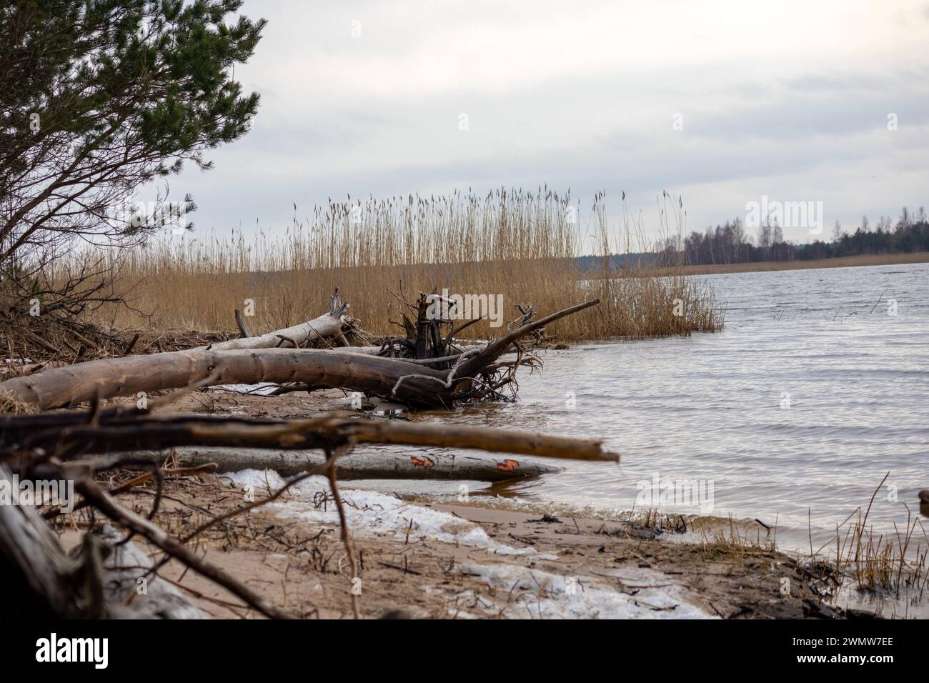 River bank with storm-washed and fallen tree trunks on the ban Stock ...