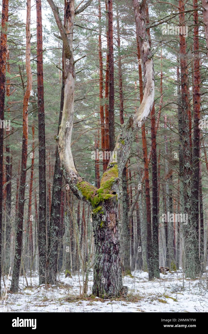 White pine and other woods hi-res stock photography and images - Alamy