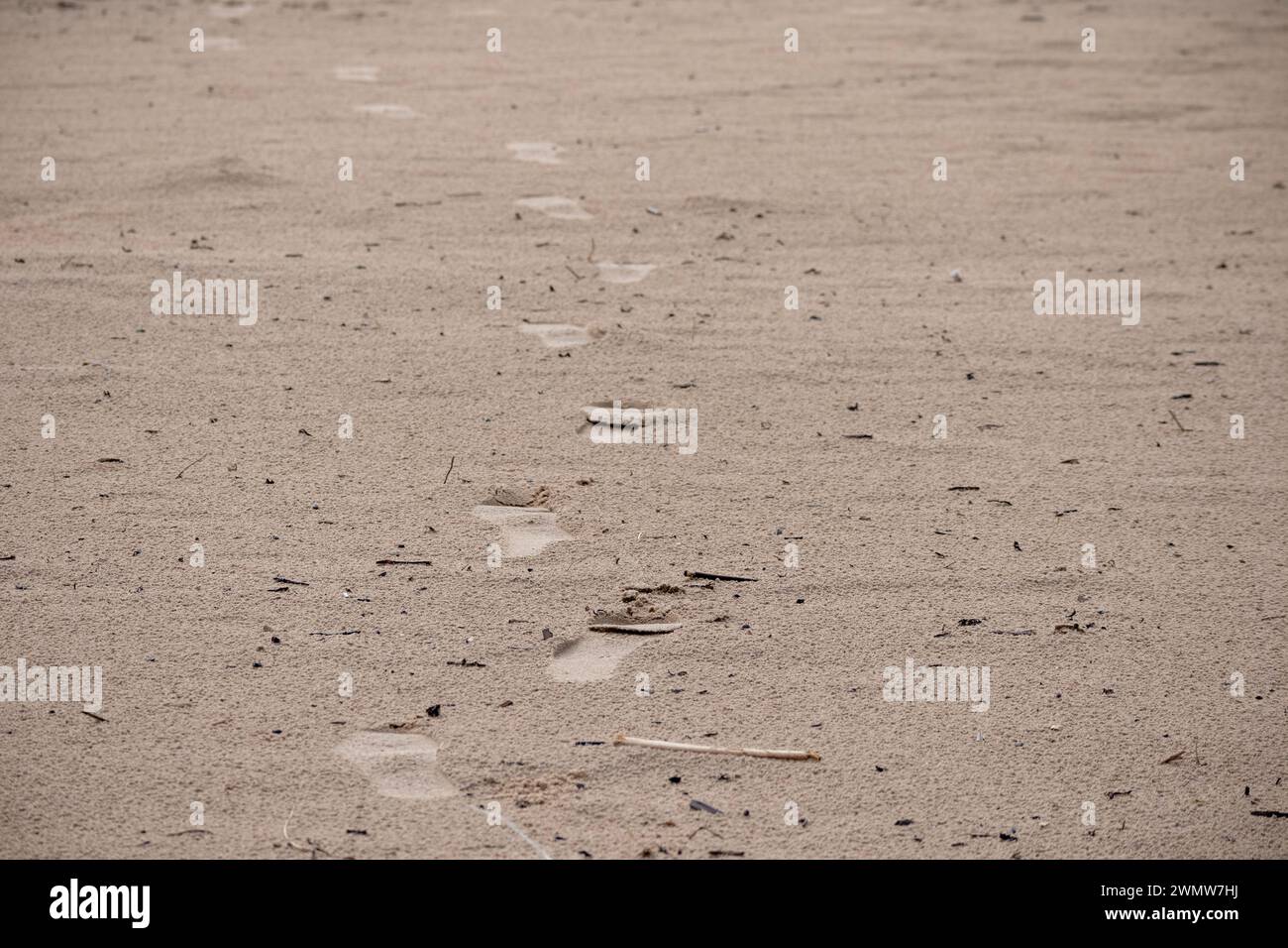 Human shoe hi-res stock photography and images - Alamy