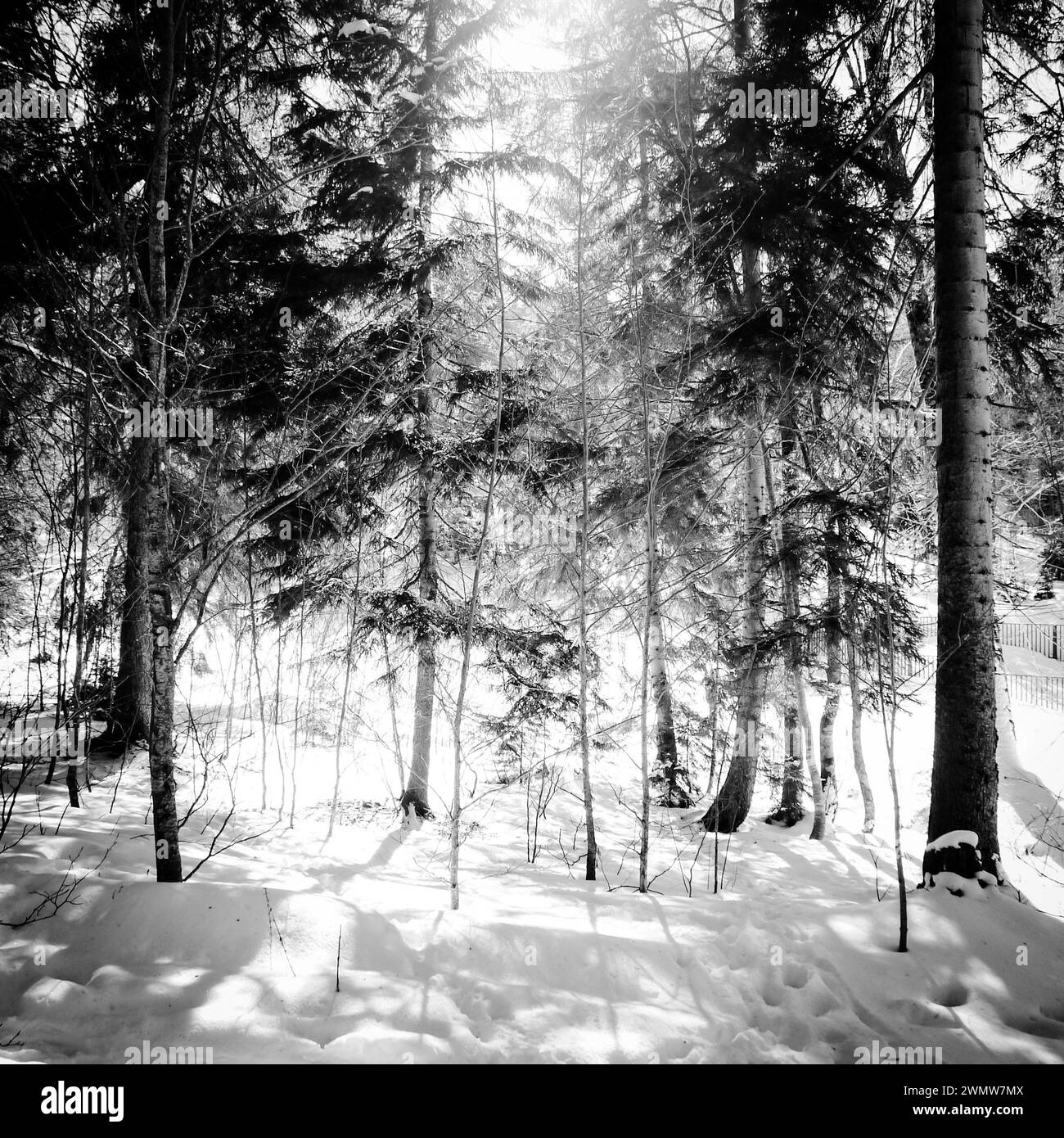 Pine forest winter background Black and White Stock Photos & Images - Alamy