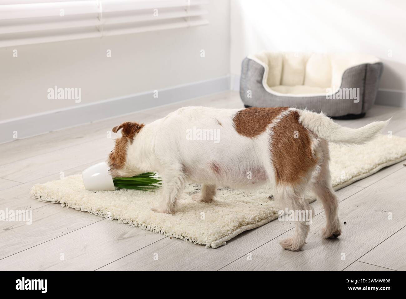 Cute dog near overturned houseplant on rug indoors Stock Photo - Alamy