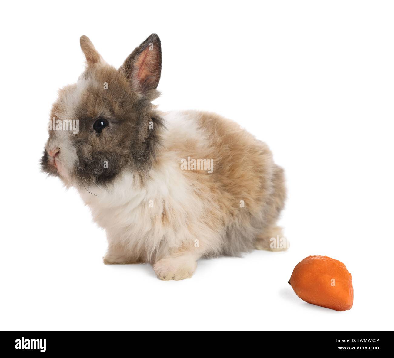Cute fluffy pet rabbit isolated on white Stock Photo - Alamy