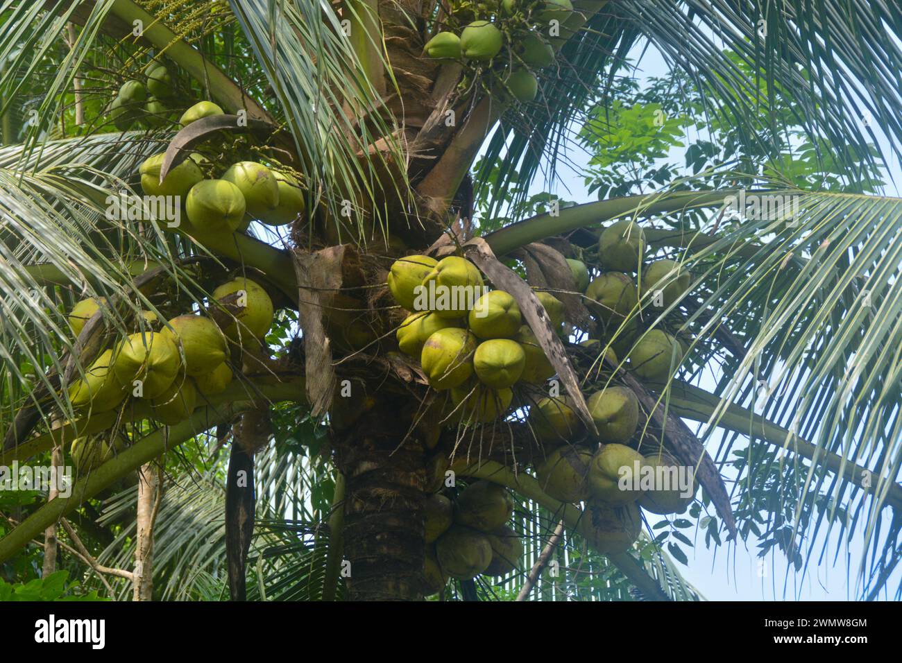 scene the coconut tree bears a lot of fruit and the tree is tall. in ...
