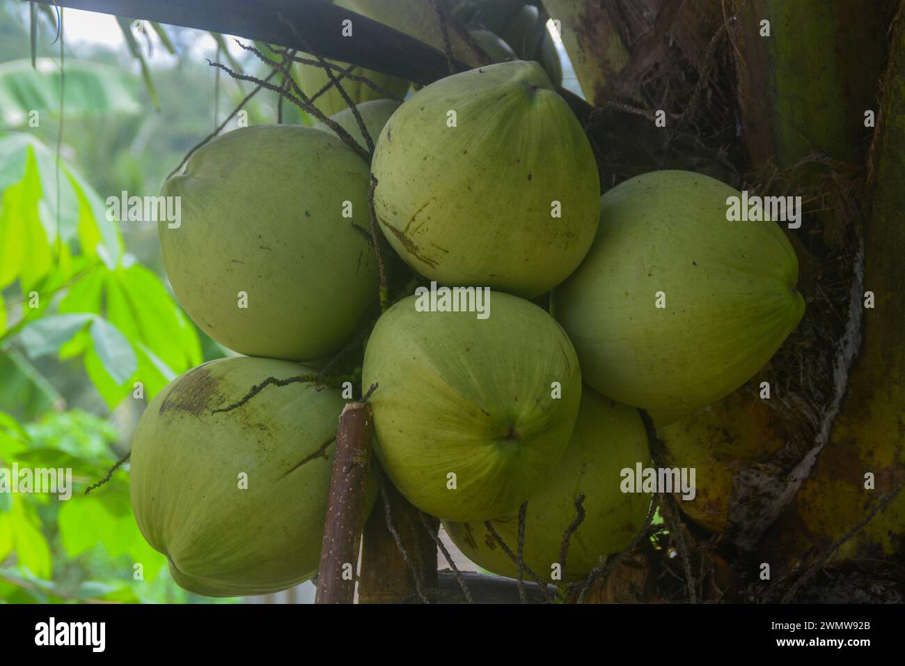 scene the coconut tree bears a lot of fruit and the tree is tall. in ...