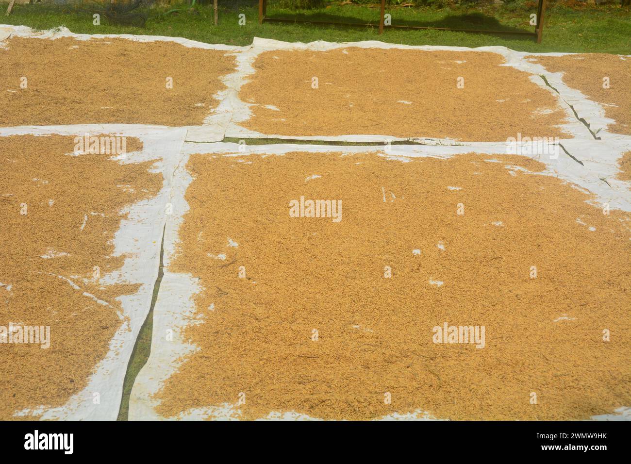 the scene in the process of drying rice. in Wonosobo, Indonesia. This ...