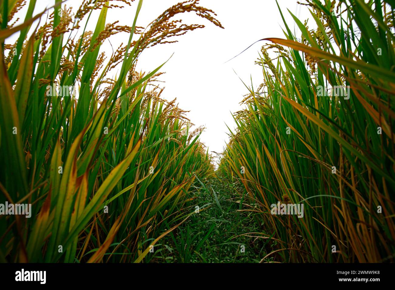 The autumn rice fields Stock Photo - Alamy