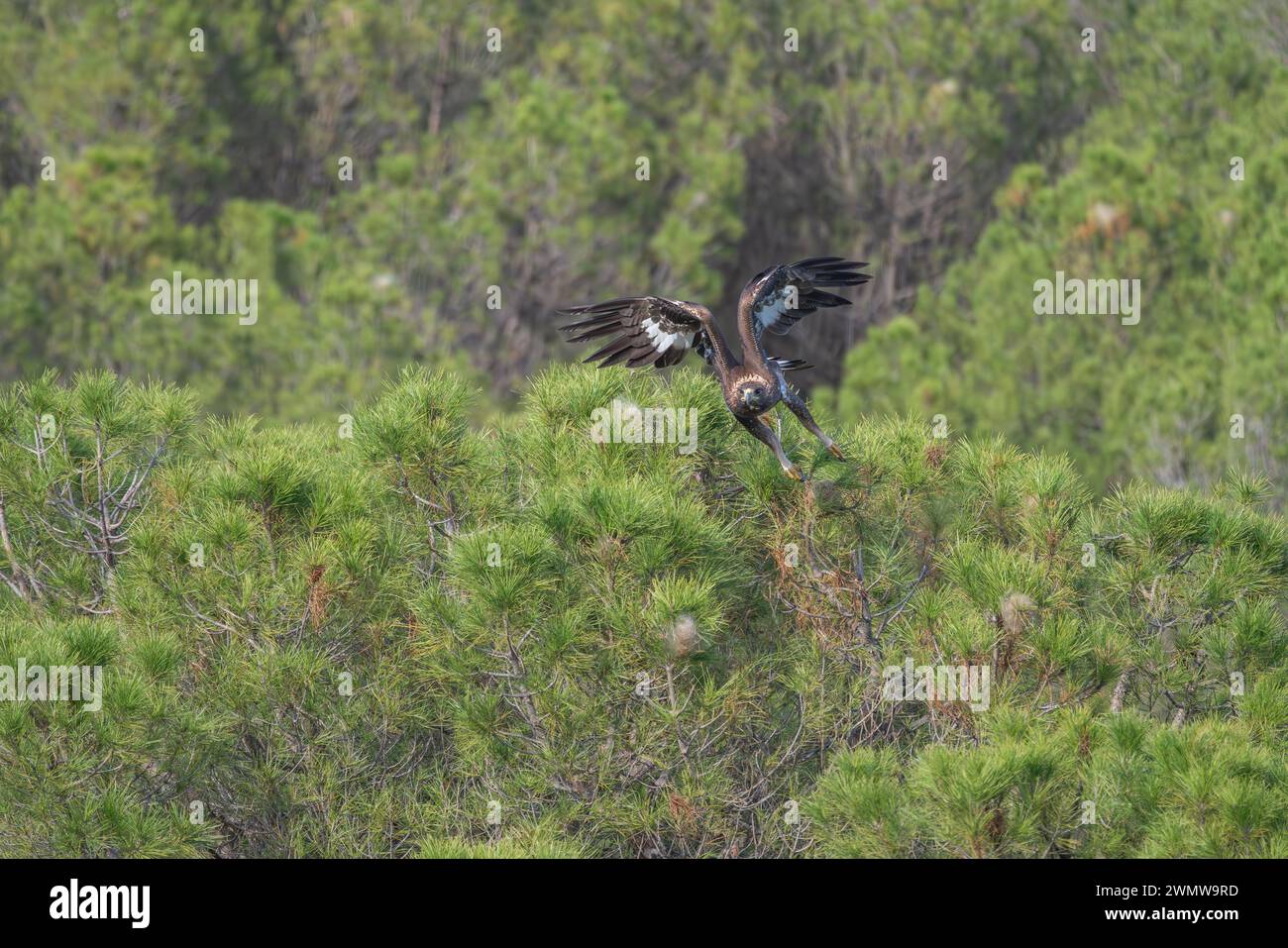 Golden eagle flying portrait hi-res stock photography and images - Alamy