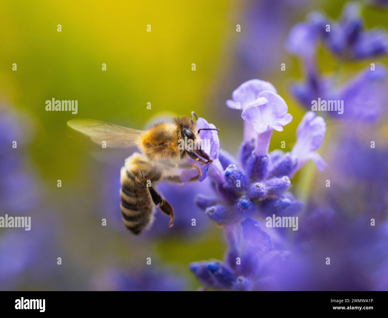 Honey bee (Apis mellifera) collecting pollen at violet flower. Bee ...