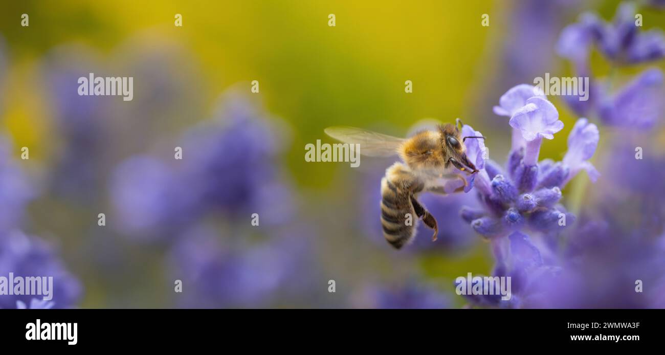 Honey bee (Apis mellifera) collecting pollen at violet flower. Bee ...