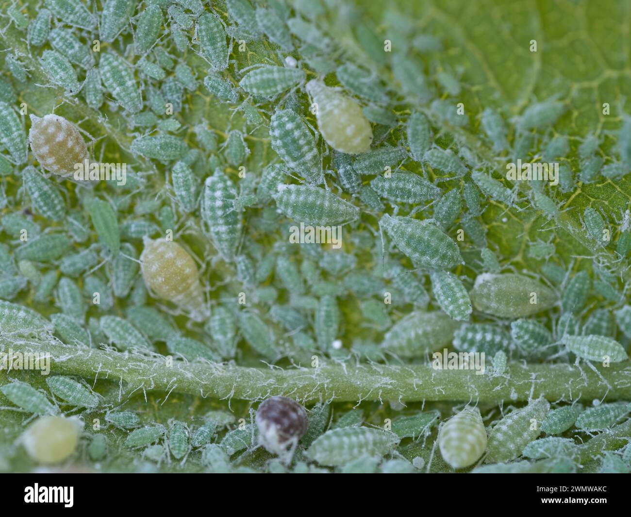Whitefly parasite hi-res stock photography and images - Alamy
