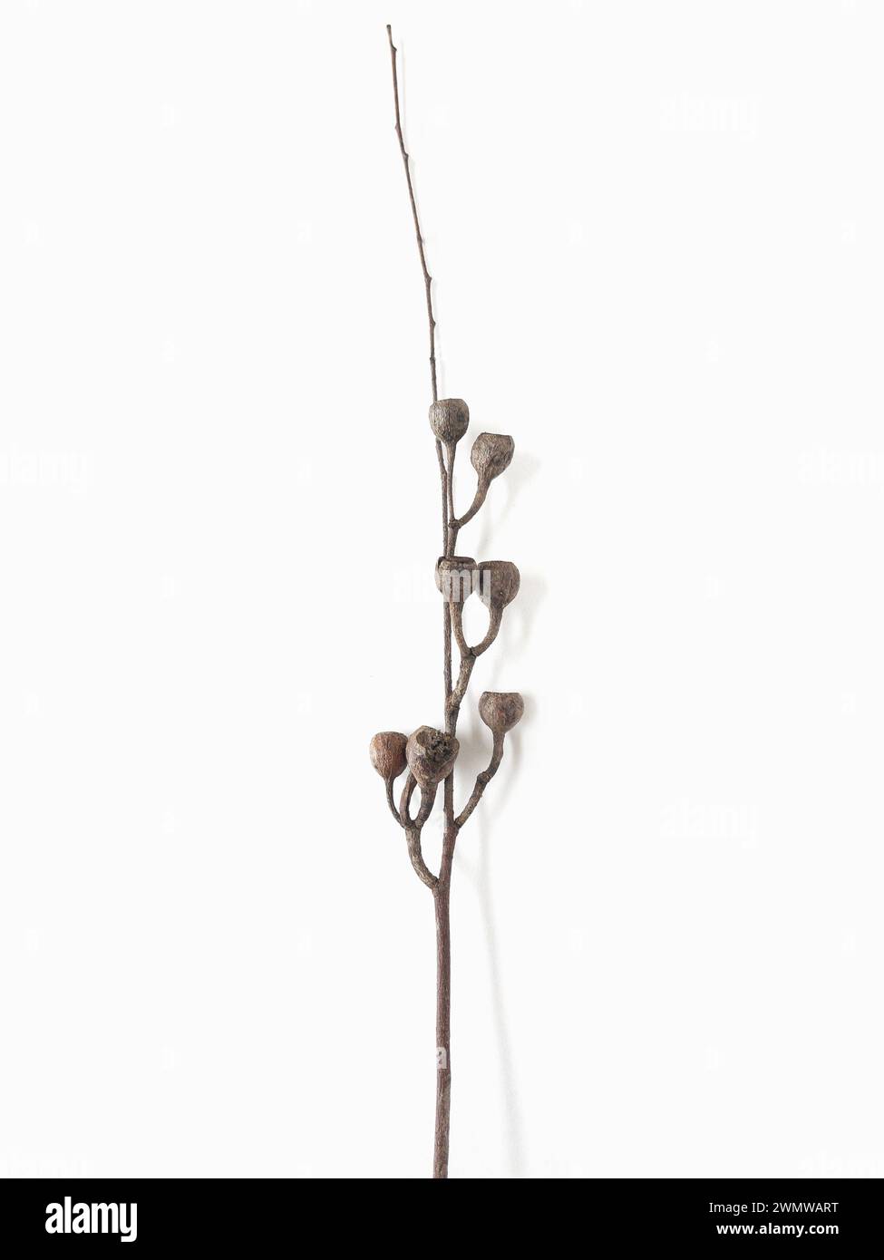 Dried seed of eucalyptus on twig on light gray background Stock Photo ...