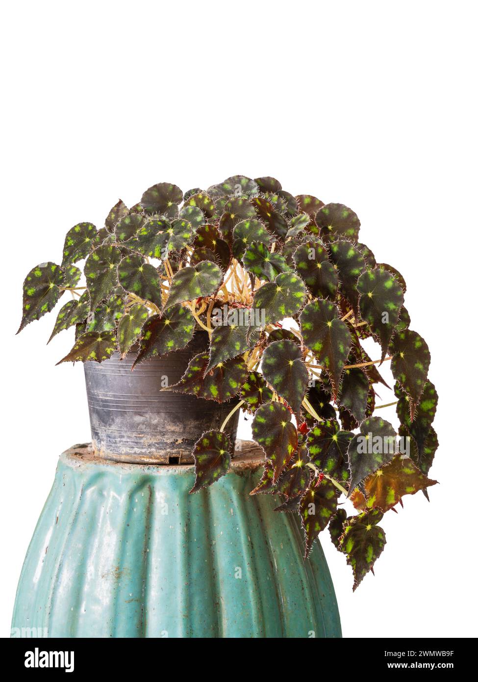 Closeup view of cascading begonia kit kat rhizomatous hybrid isolated ...