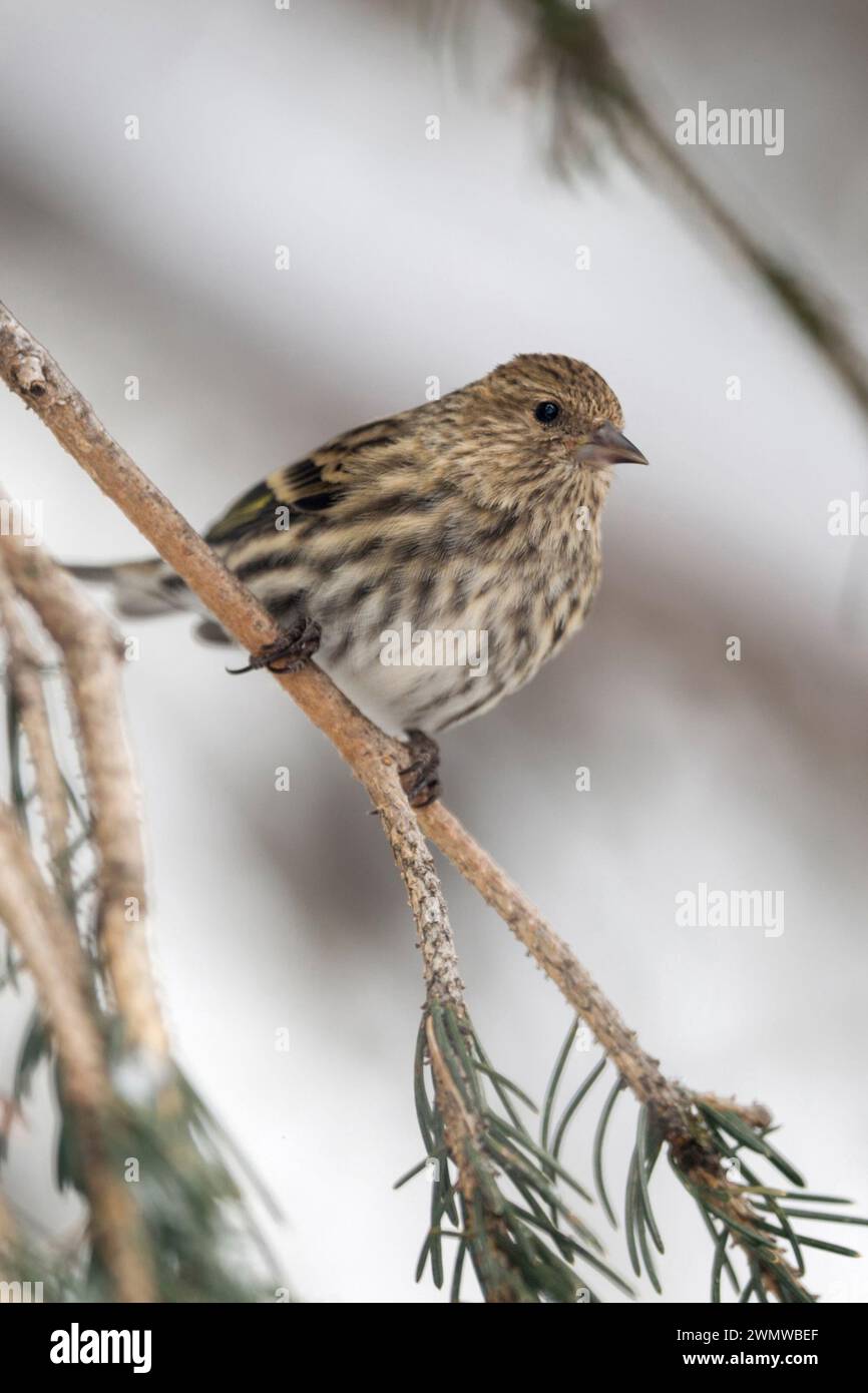 Pine siskin spinus pinus hi-res stock photography and images - Alamy
