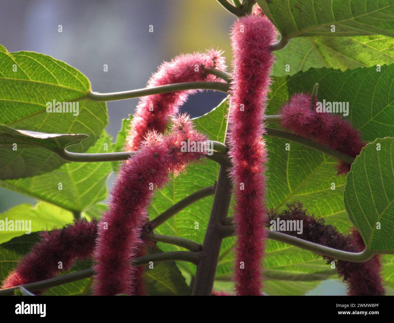 Long flower hi-res stock photography and images - Alamy