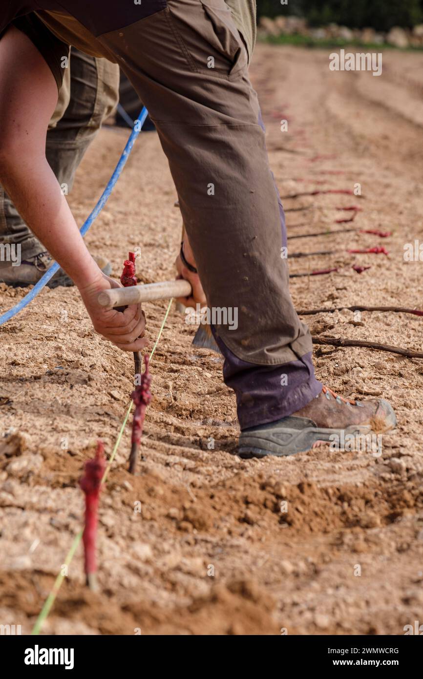 planting vine vines, Sant Francesc, Formentera, Pitiusas Islands ...