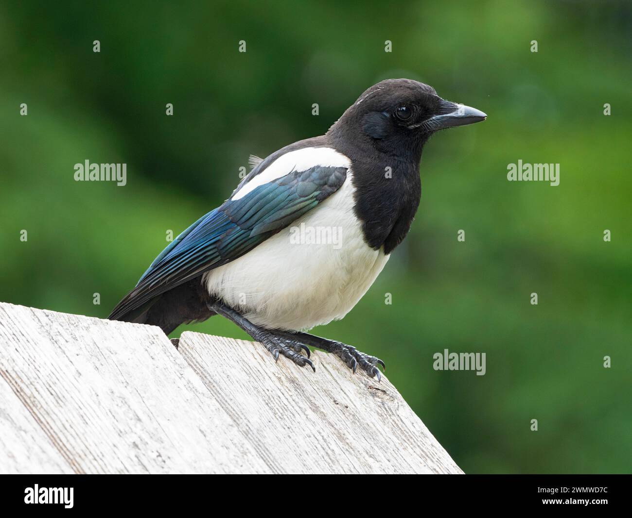 Magpie fence hi-res stock photography and images - Alamy