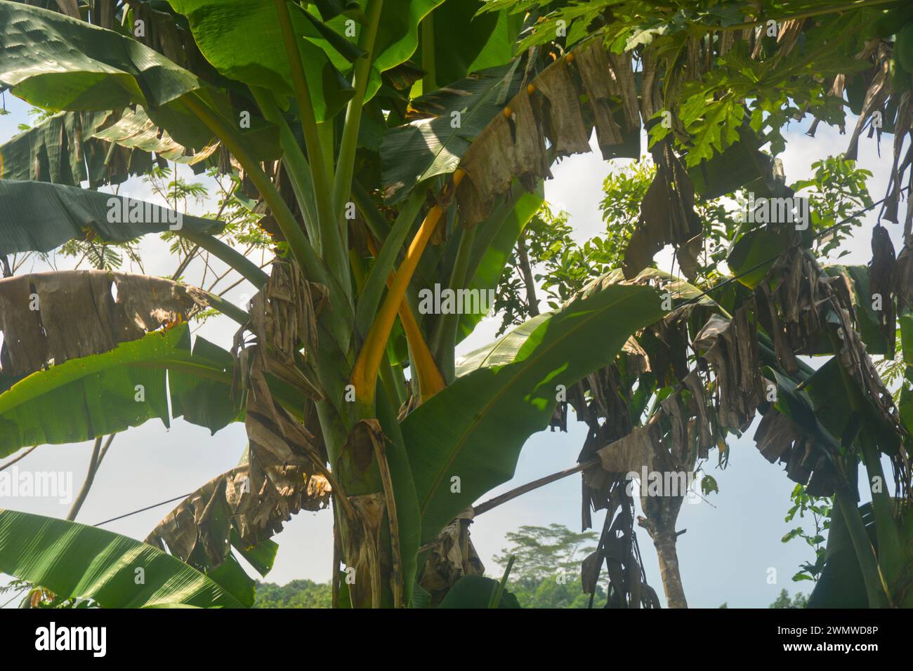 Scene of a banana tree that grows in the yard of the house. Banana trees can only bear fruit ...