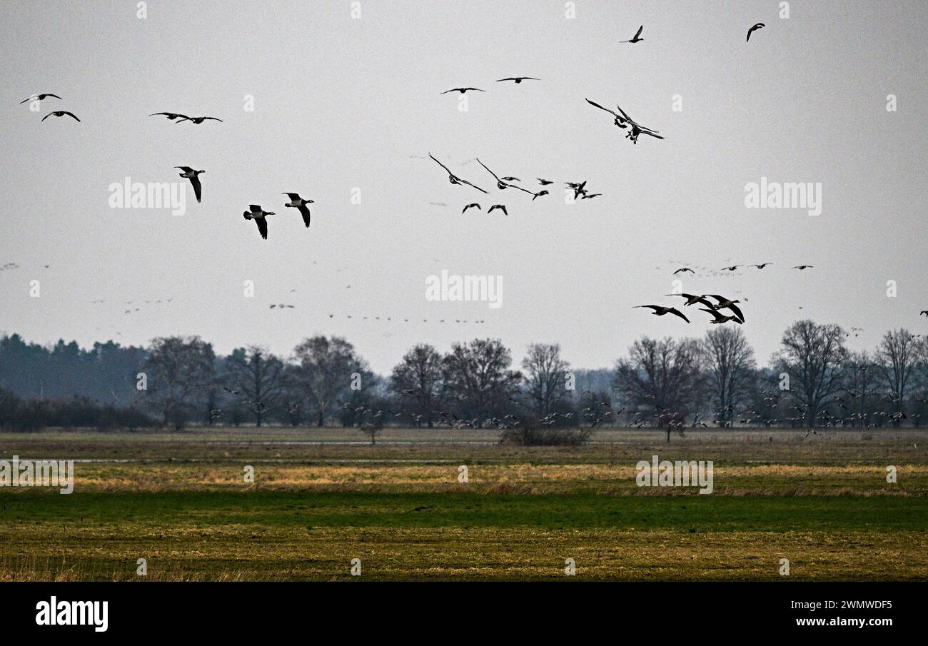 27 February 2024, Brandenburg, Gülpe: Wild geese fly in the ...