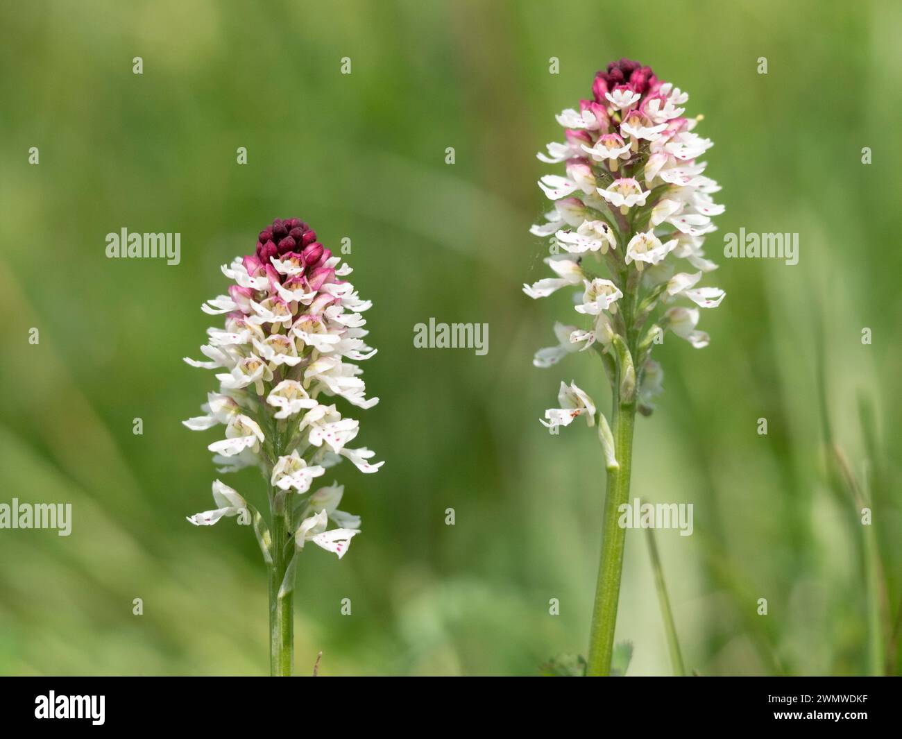 Burnt Tip Orchid (Neotinea ustulata) Mount Caburn, Lewes Downs, East ...