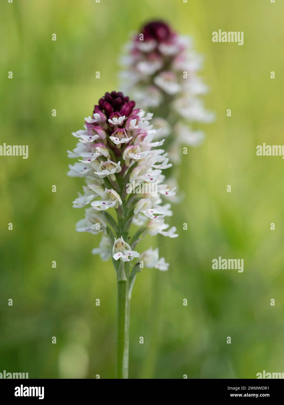 Burnt Tip Orchid (Neotinea ustulata) Mount Caburn, Lewes Downs, East ...