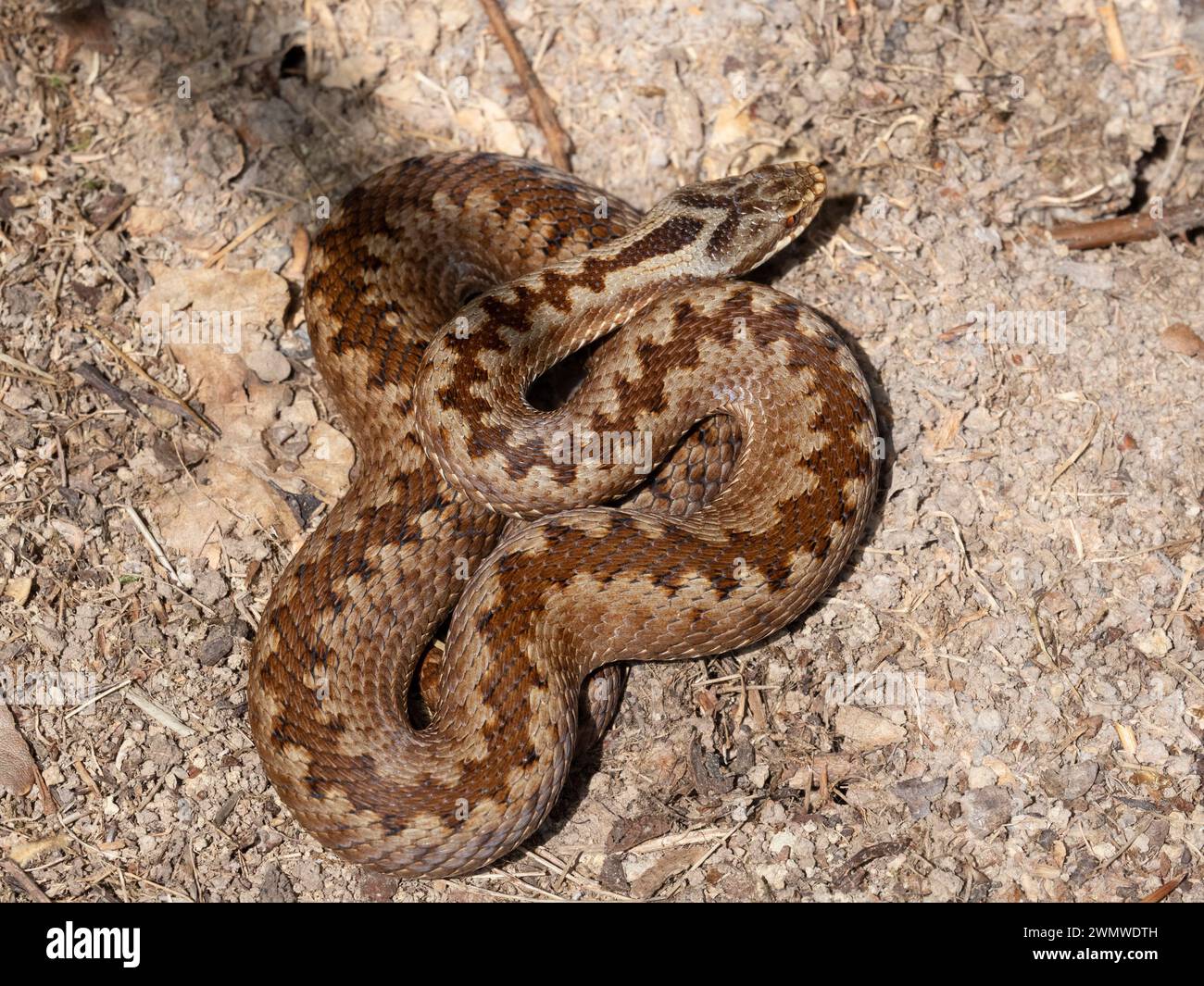 Adder Snake, Female (Vipera berus) curled on ground, Park Corner Heath ...