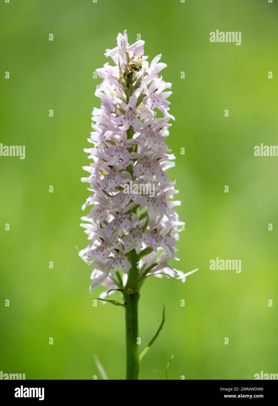 Heath Spotted Orchid (Dactylorhiza maculata) Park Corner Heath ...