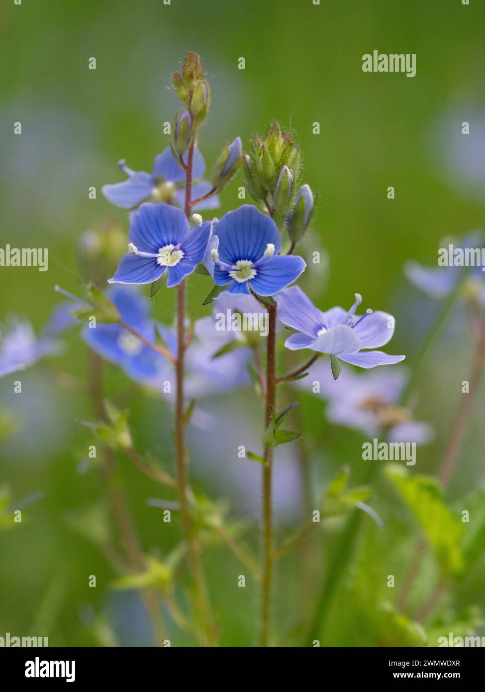 Germander speedwell (Veronica chamaedrys) Park Corner Heath & Rowland ...