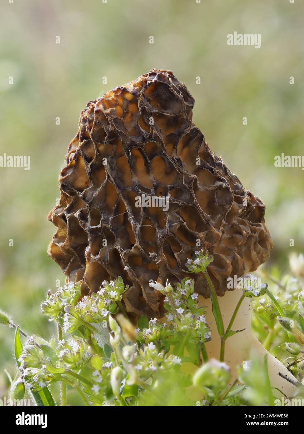 Morel Fungi, (Morchella vulgaris) by beach area, Sandwich Nature ...