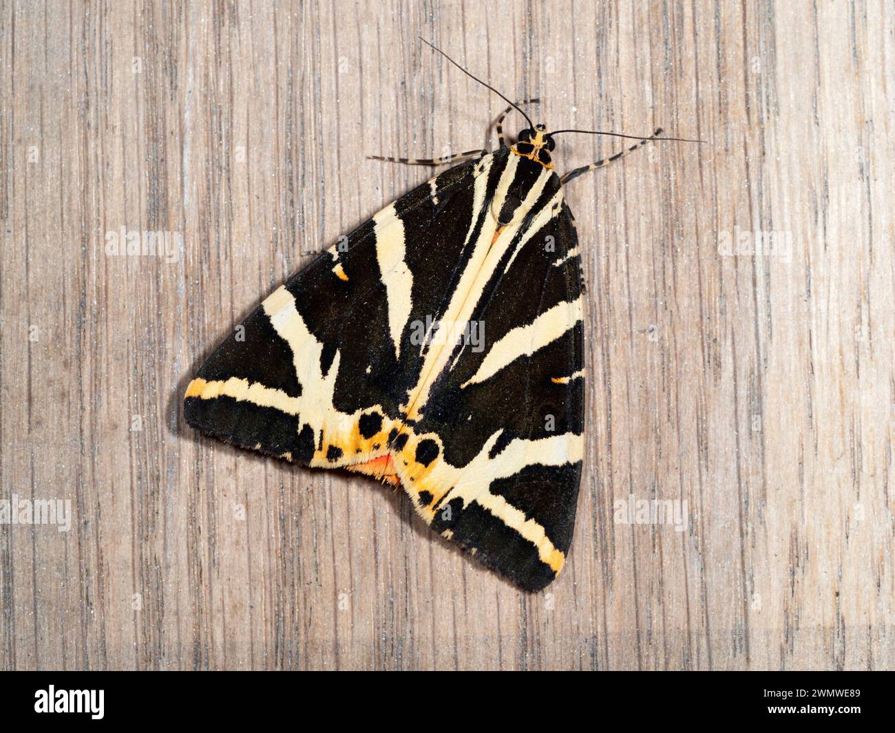 Jersey tiger moth uk hi-res stock photography and images - Alamy